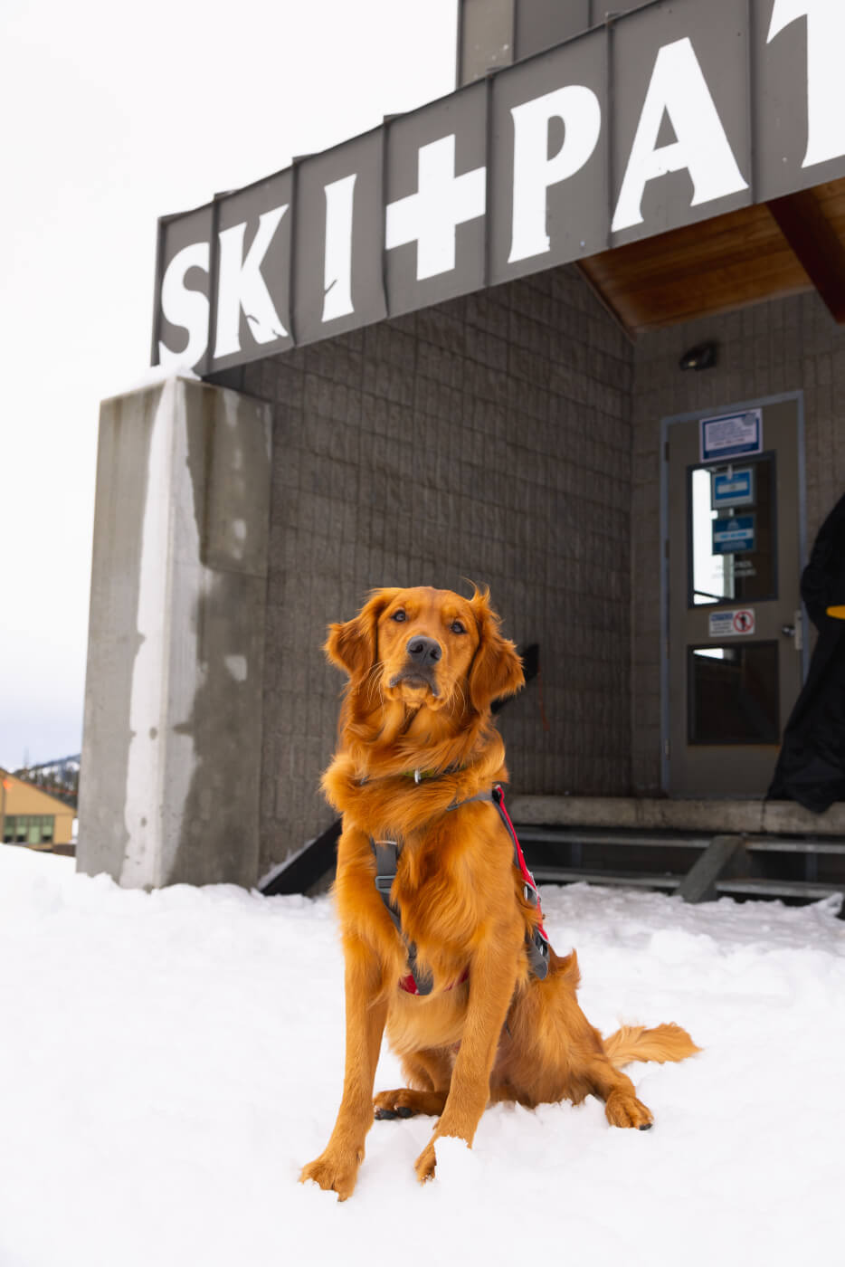 The 2024 Bark Bracket - Lifted by Ikon Pass | Lifted