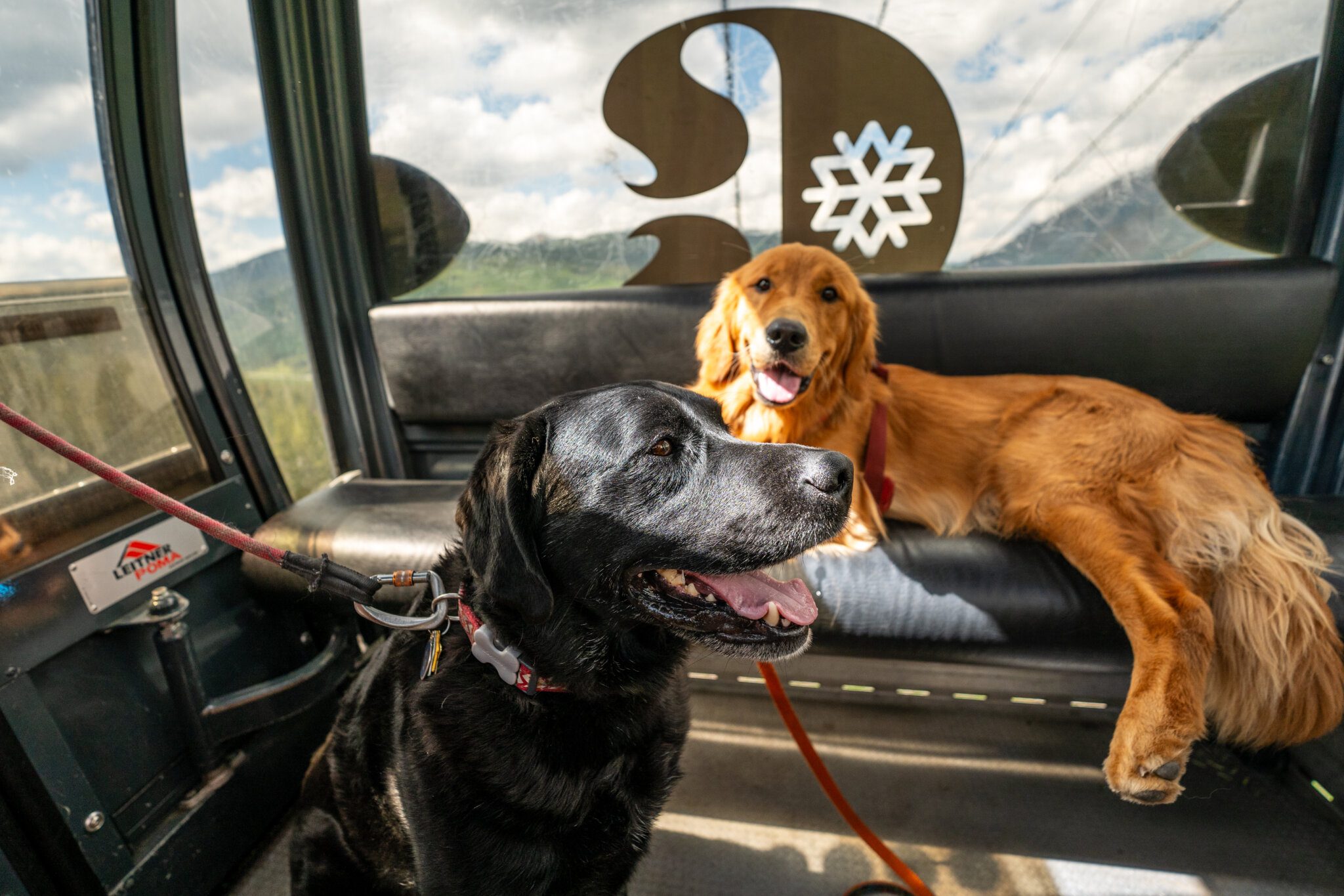GET YOUR TAIL WAGGING AT THESE PUP-FRIENDLY PEAKS | Lifted by Ikon Pass ...